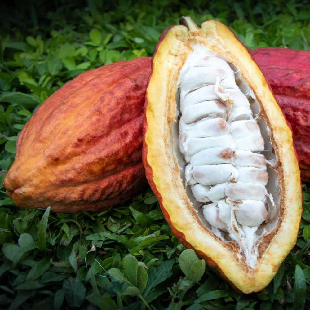 Cacao Fruta por unidad ( Cocoa Fruit ) Per Unit – Eco Feria Dominical