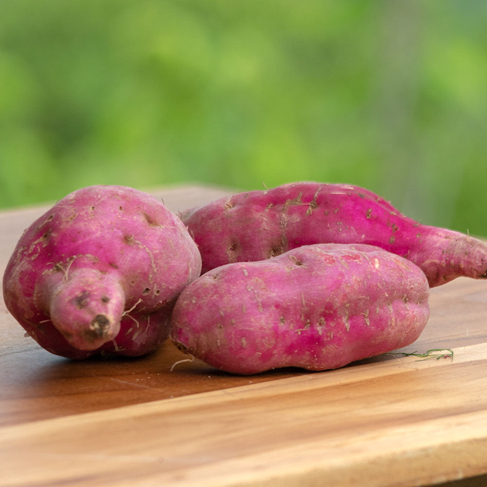 Camote Rojo Orgánico (Organic Red Sweet Potato) 100g – Eco Feria Dominical