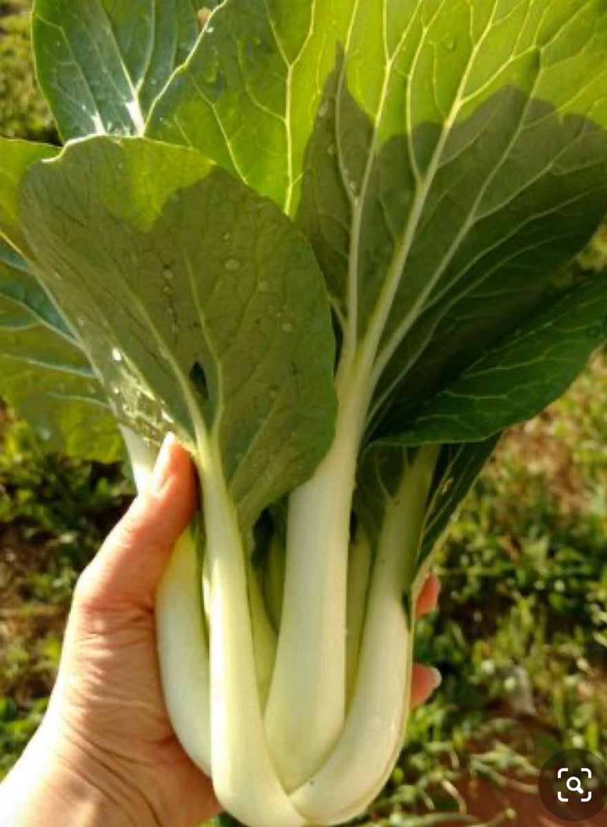 Bokchoi Organico (Organic Bok Choy) unidad/unit – Eco Feria Dominical