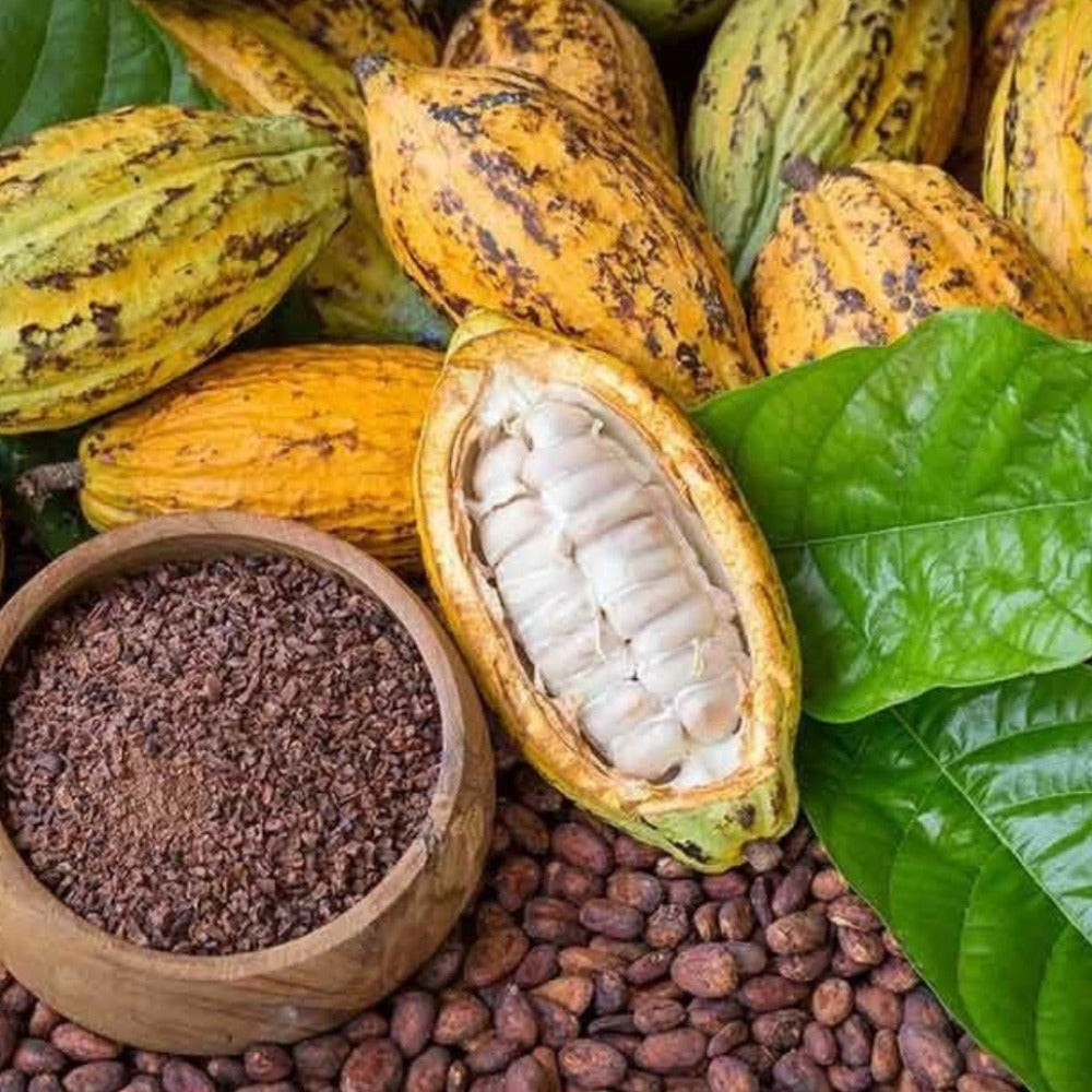 Cacao en Grano seco ( dry cocoa beans ) 500g – Eco Feria Dominical
